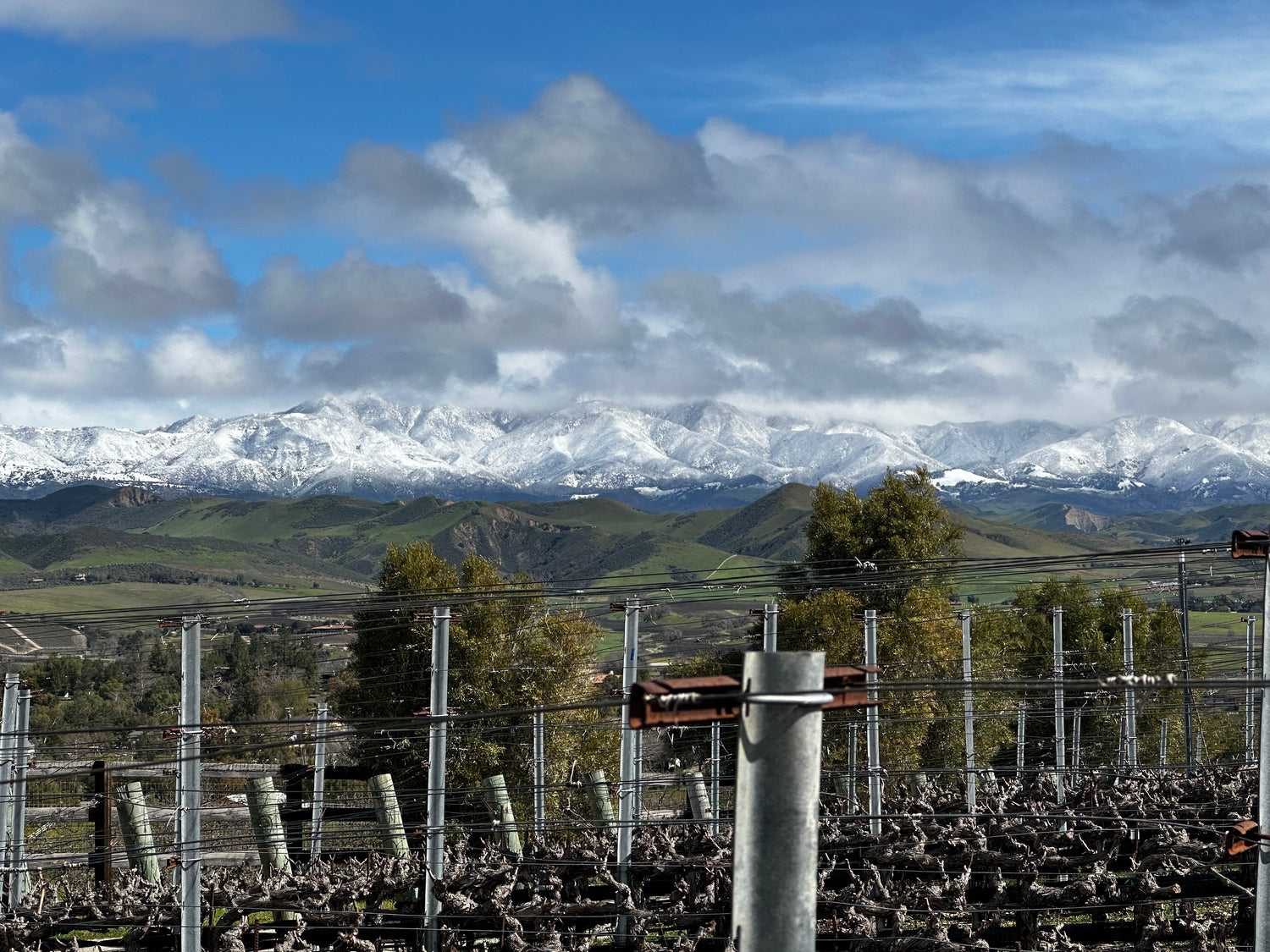 With Wonder | Two Wolves Wine