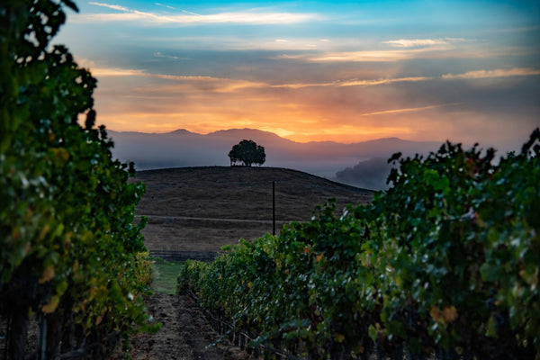 A Signal of Change | Two Wolves Wine