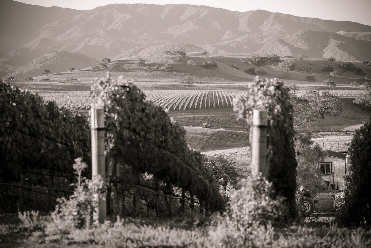 Vineyard | Two Wolves Wine